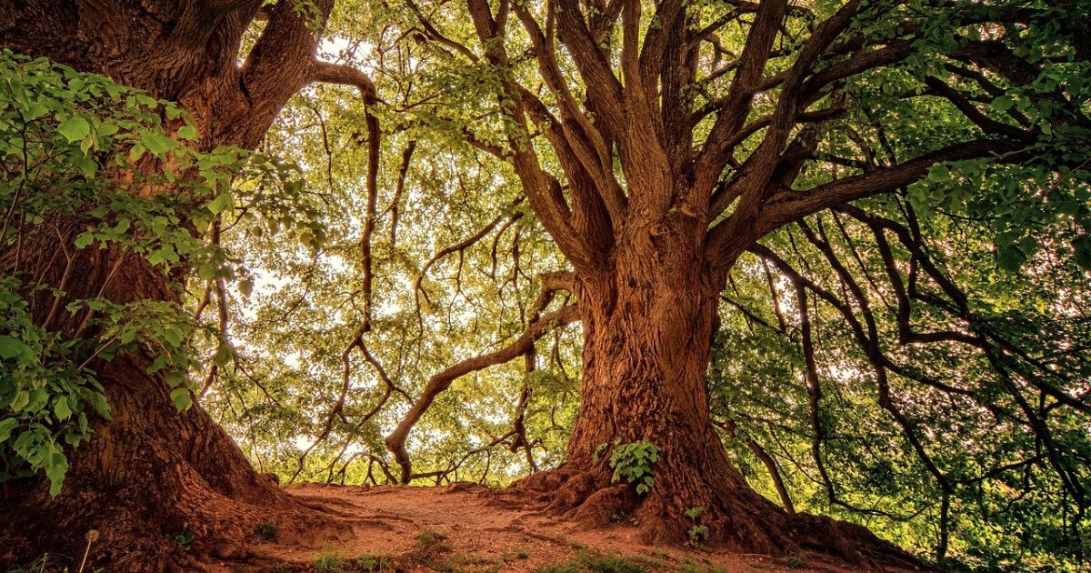 Basic Tree Survey & Inspection | LANSS