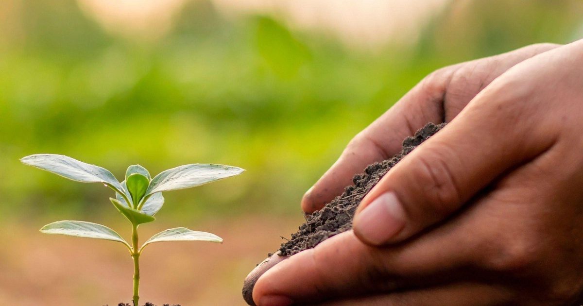 Creating a Soil Management Plan | LANSS